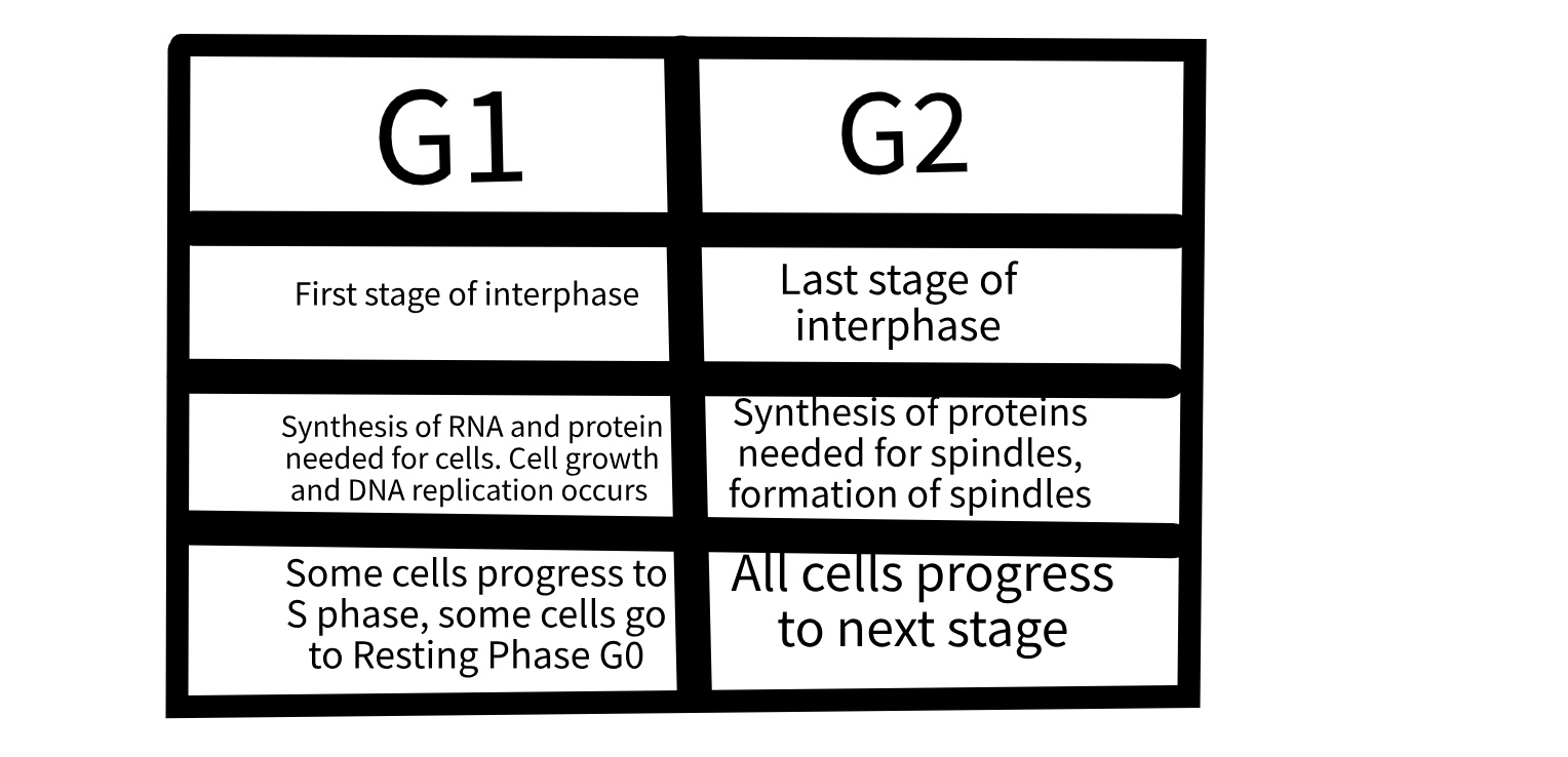 Mitosis and the Cell Cycle