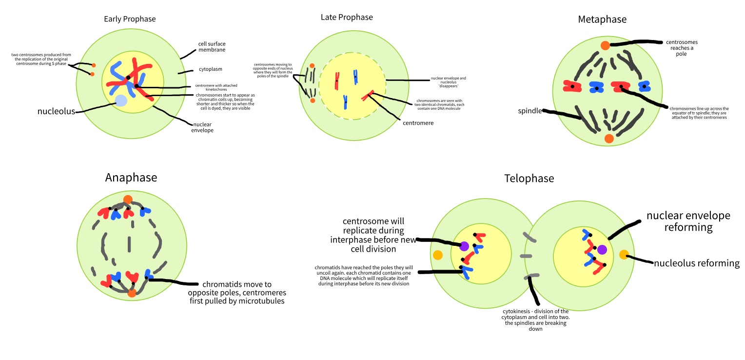 Mitosis and the Cell Cycle
