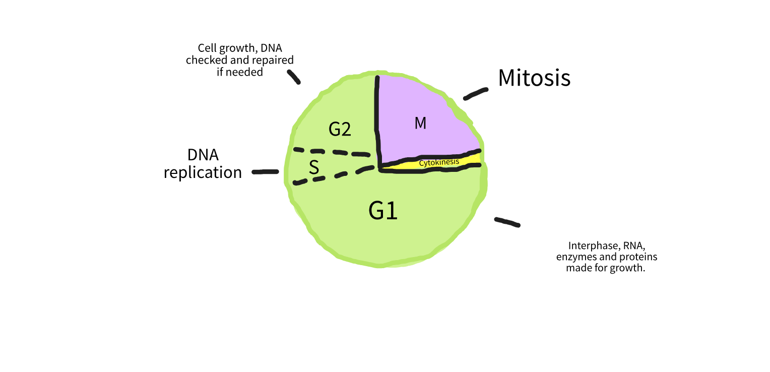 Mitosis and the Cell Cycle